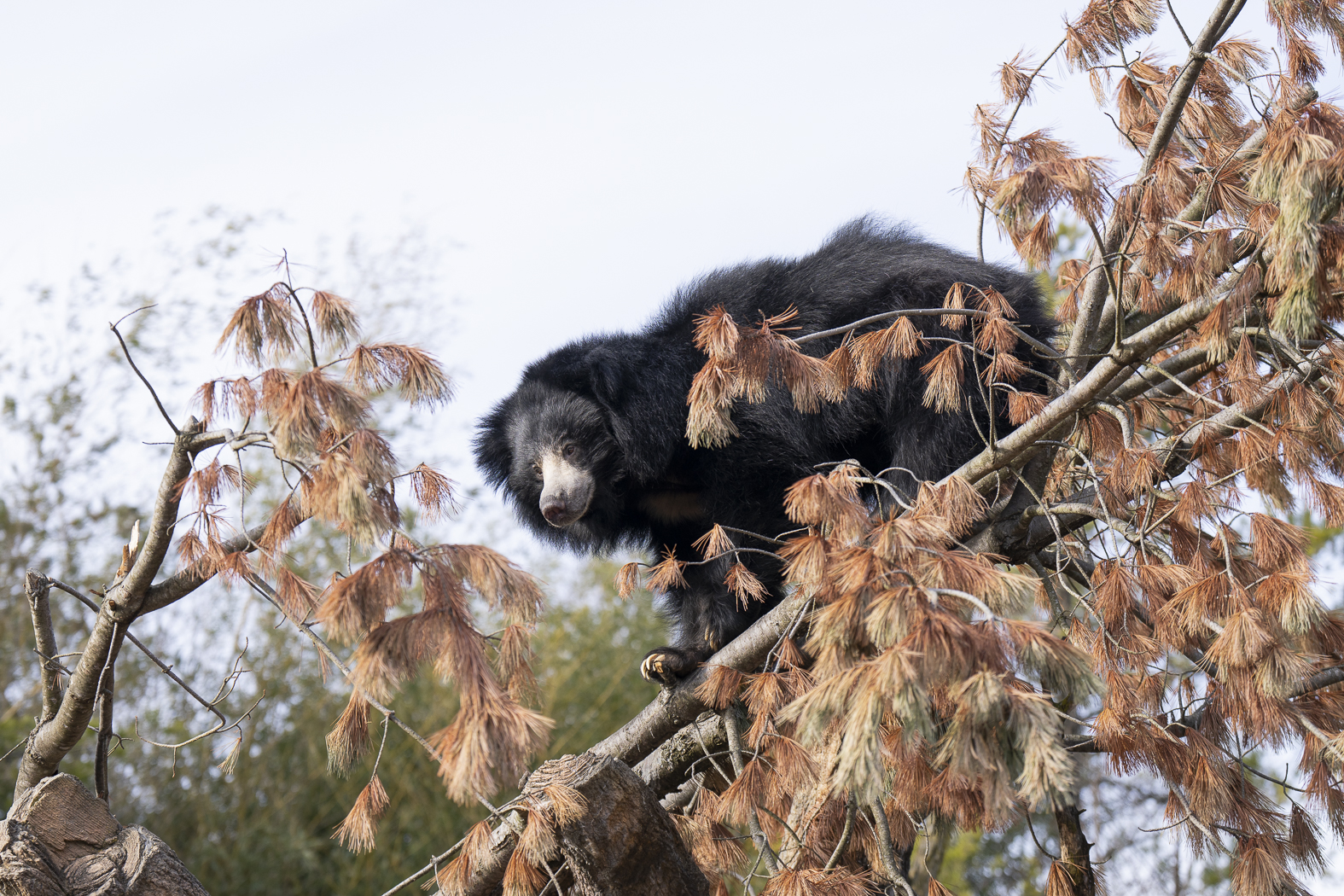 Columbus Zoo | Sloth Bear